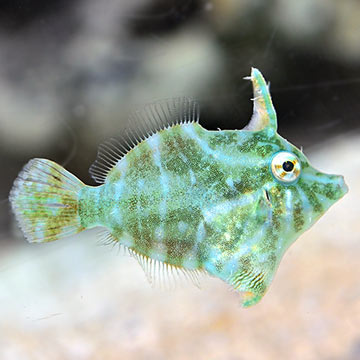 Green File Fish – Liquid Oasis